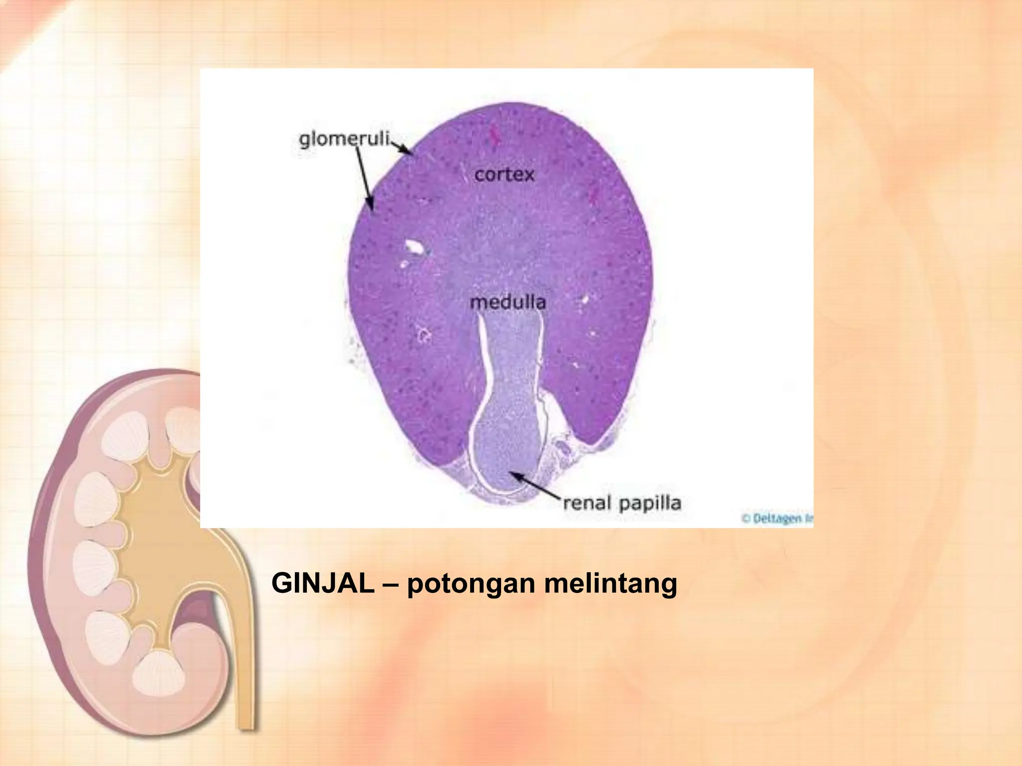 HISTOLOGI - Sistem - Urinaria DAN FUNGSI GINJAL.ppt