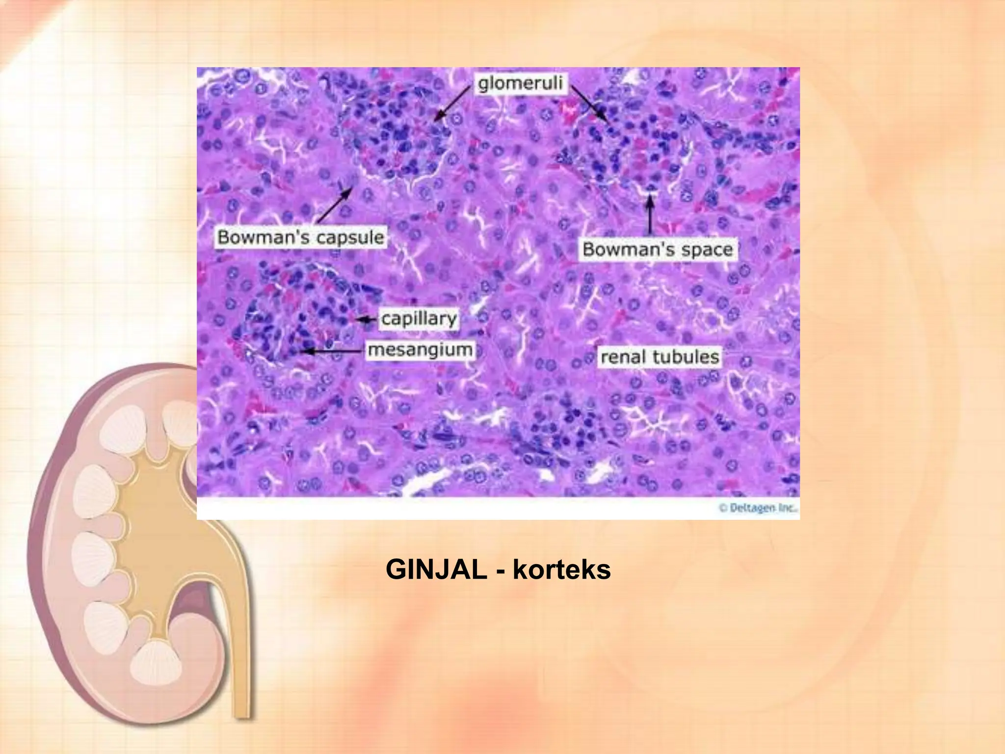 HISTOLOGI - Sistem - Urinaria DAN FUNGSI GINJAL.ppt