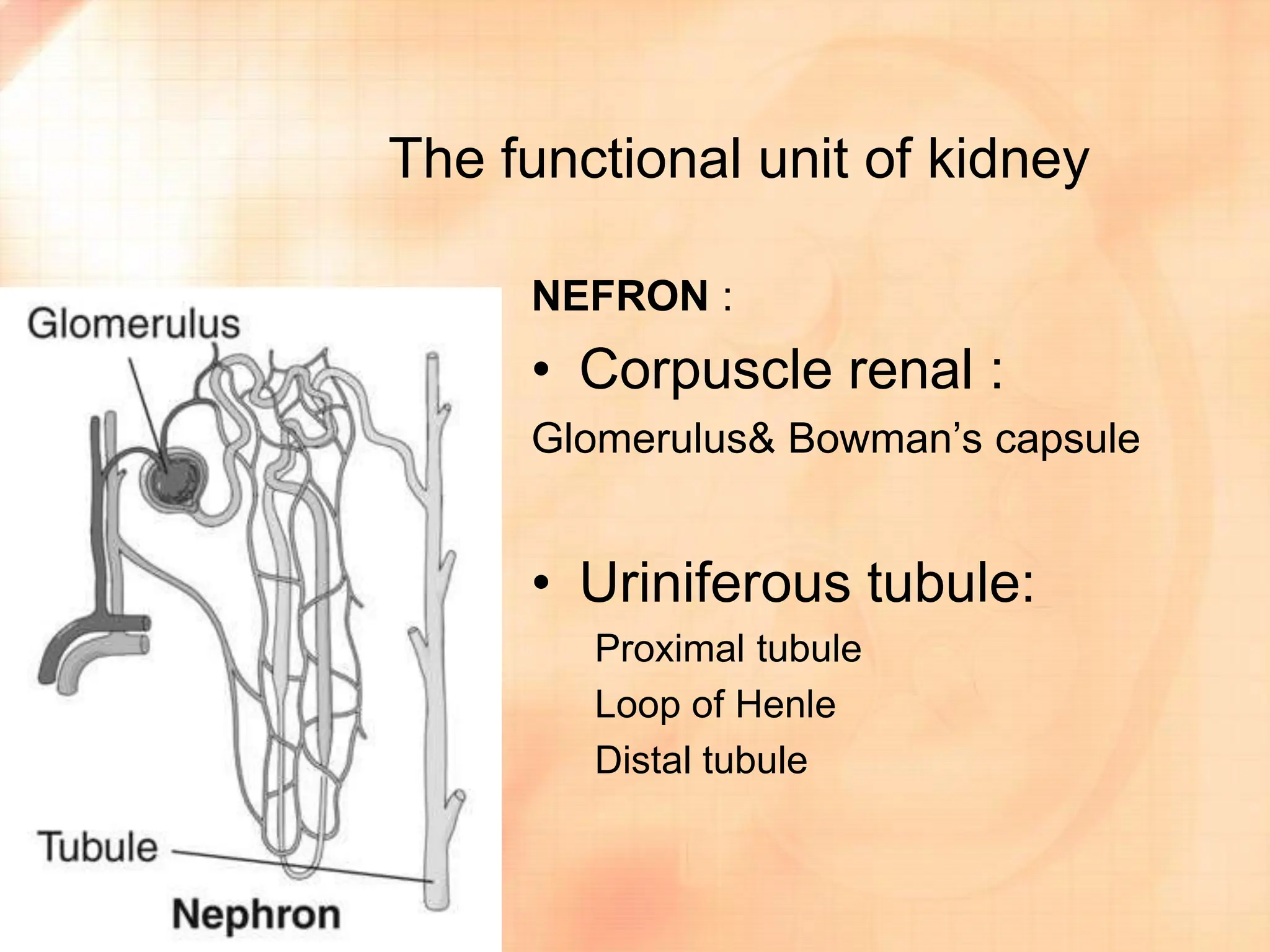 HISTOLOGI - Sistem - Urinaria DAN FUNGSI GINJAL.ppt