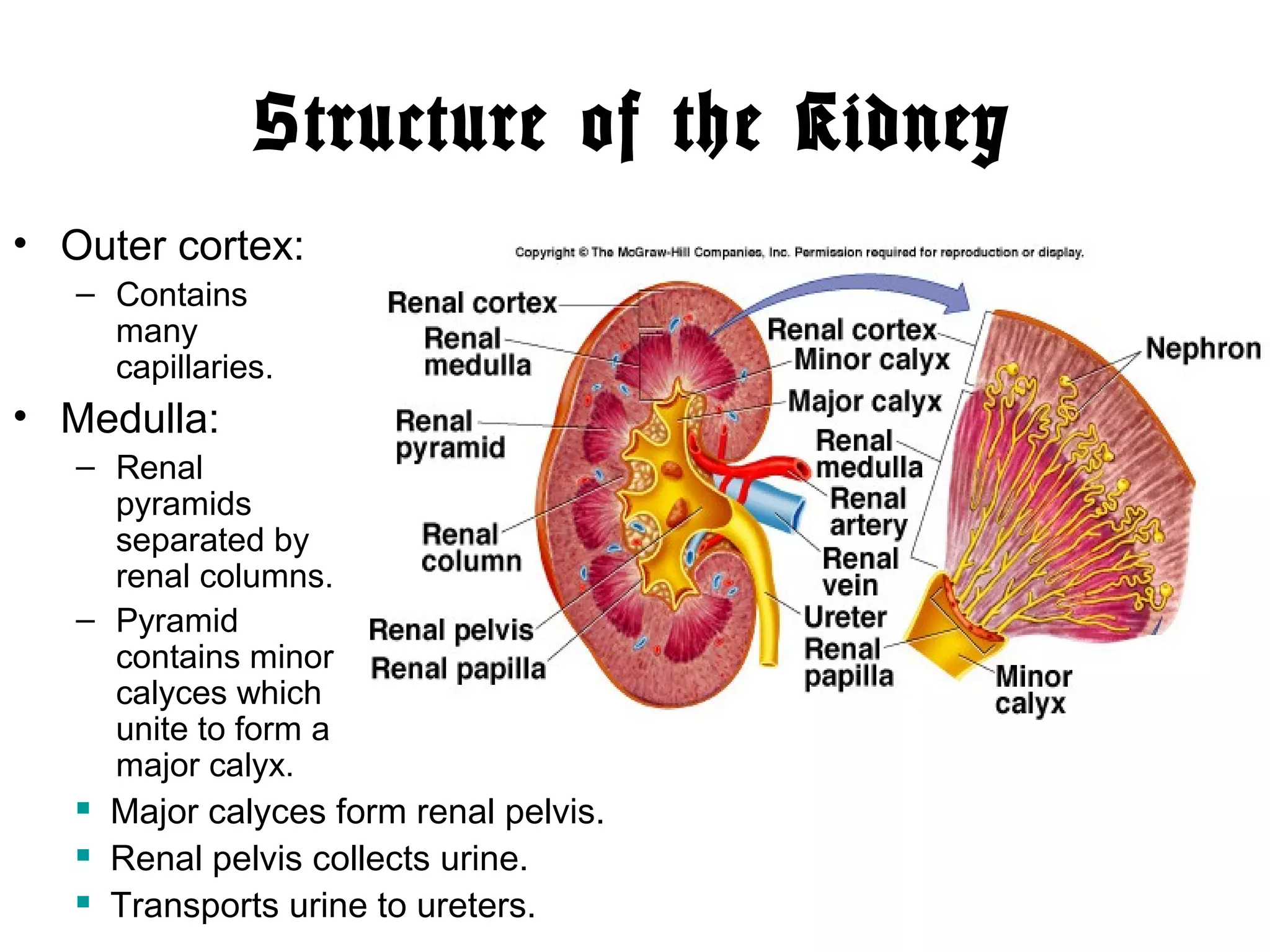 Sistem urinari | PPT