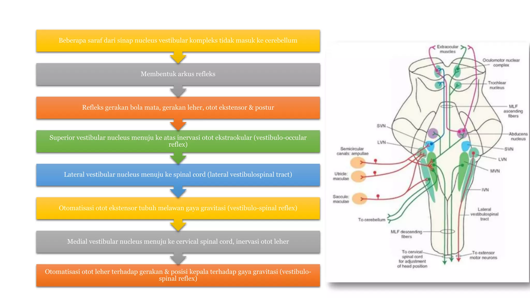 Sistem Vestibular.pptx