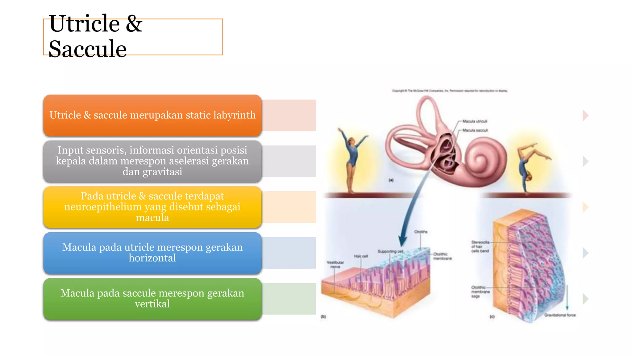 Sistem Vestibular.pptx