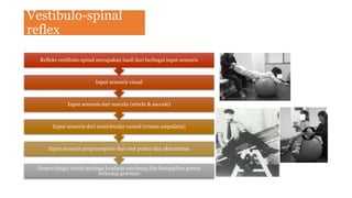 Sistem Vestibular.pptx