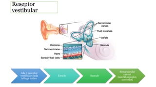 Sistem Vestibular.pptx