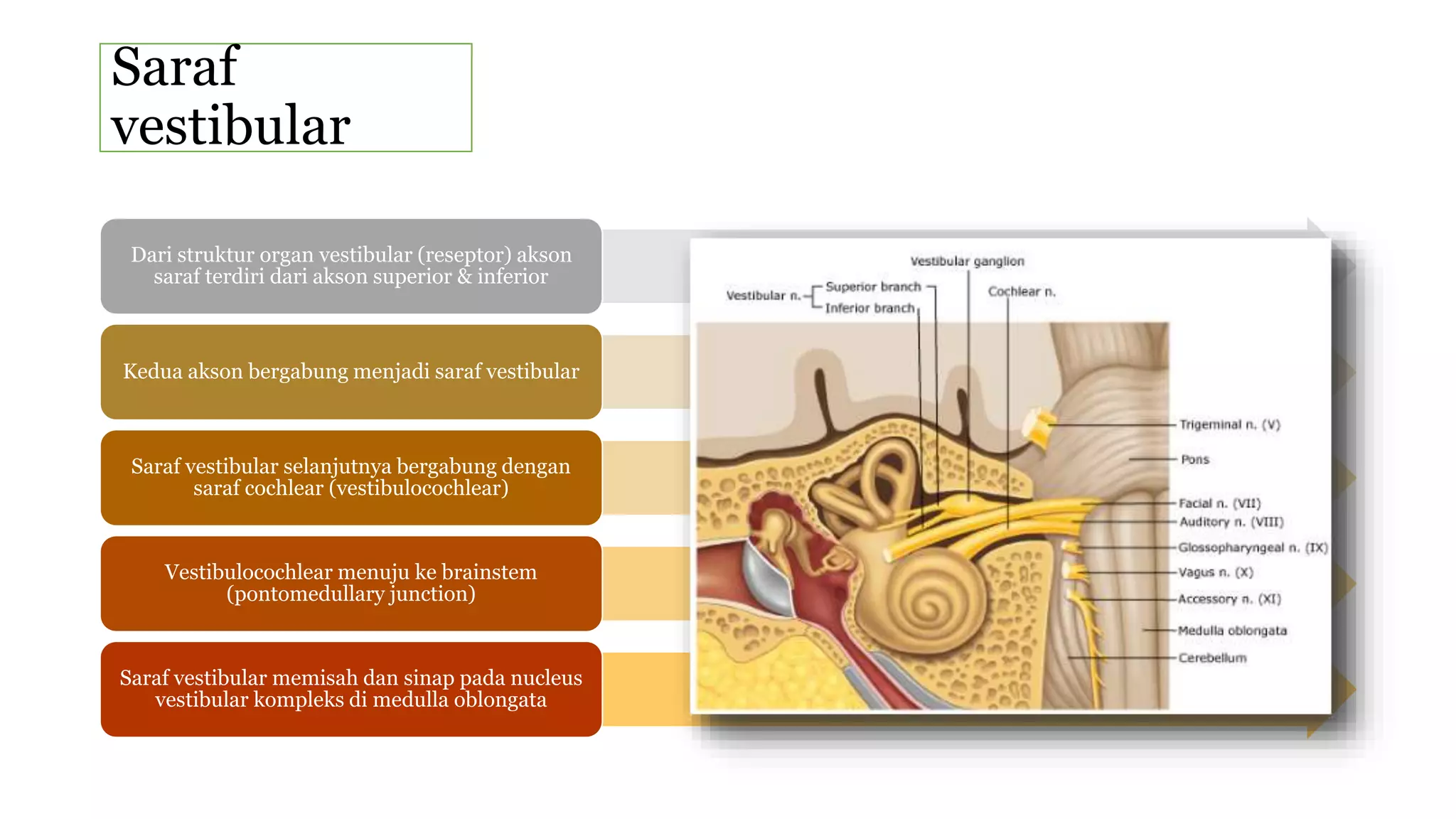 Sistem Vestibular.pptx