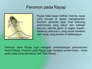 Sistem visualisasi dan komunikasi serangga | PPTX