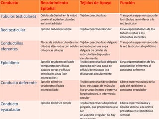 sistema genital masculino | PPTX