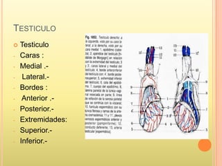 sistema genital masculino | PPTX