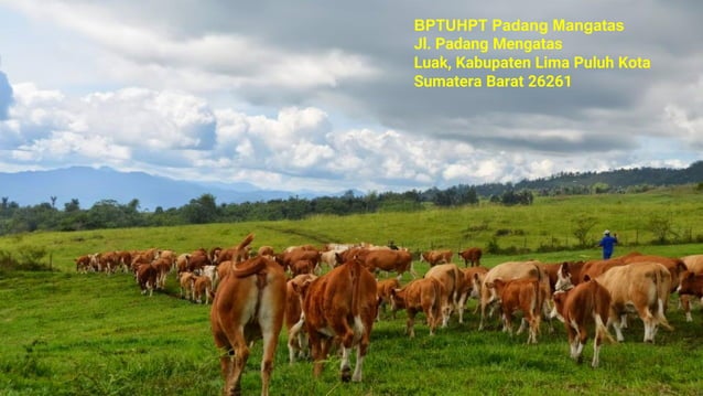 Sistim Biosekuriti Pembibitan Sapi Potong Dalam Rangka Kompartemen ...