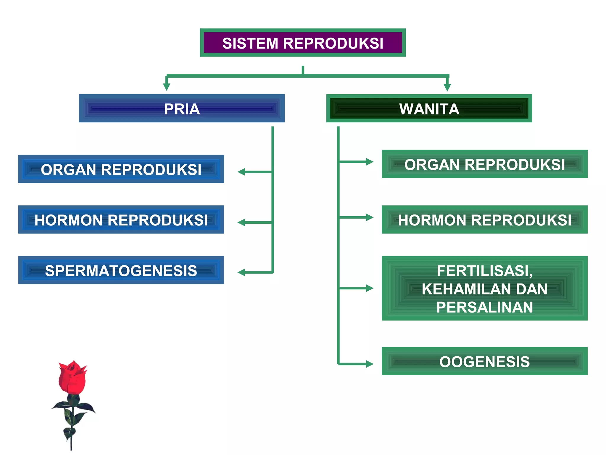 Sistem reproduksi Manusia (the human reproductive system) | PPT