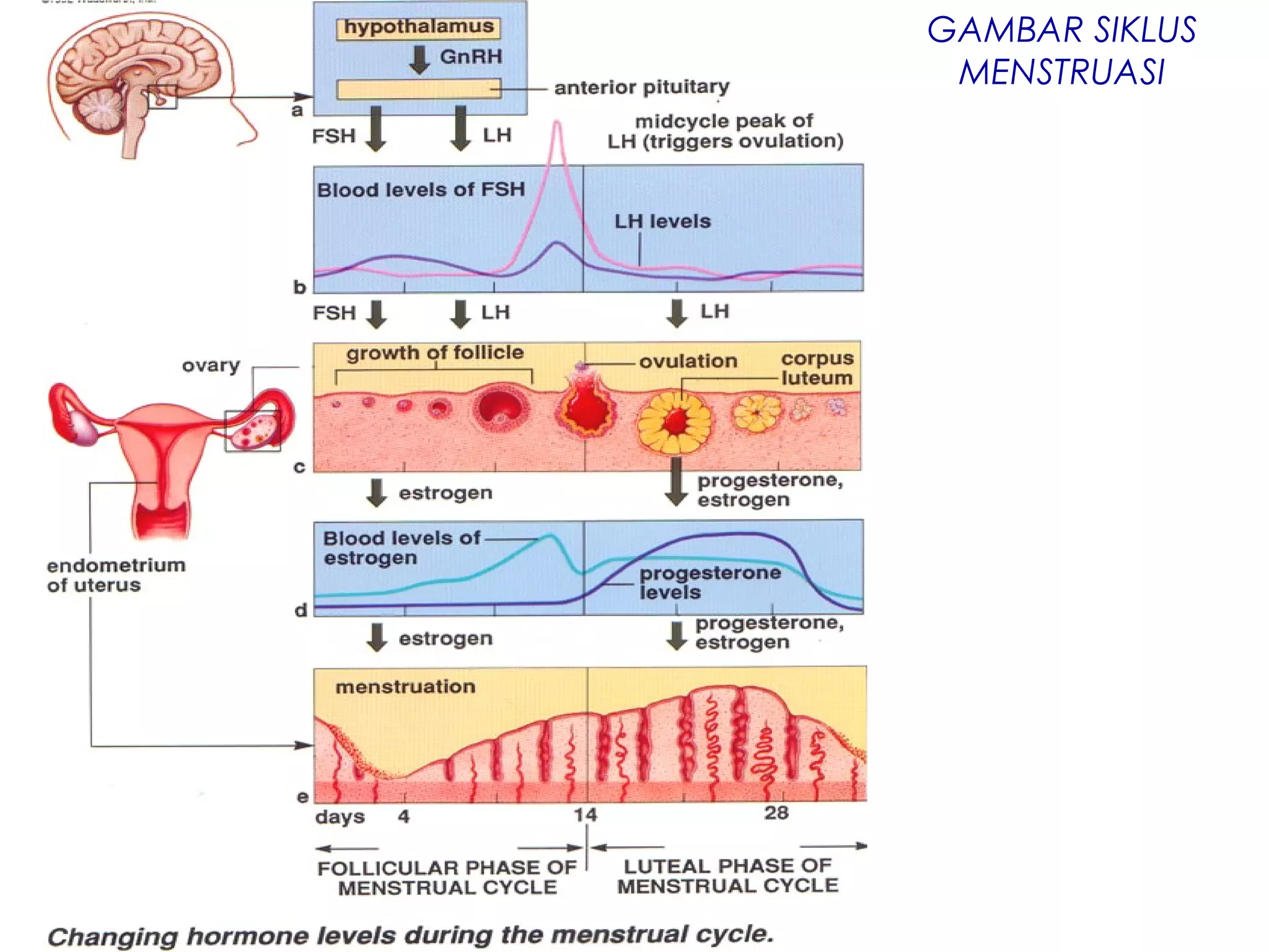 Sistem reproduksi Manusia (the human reproductive system) | PPT
