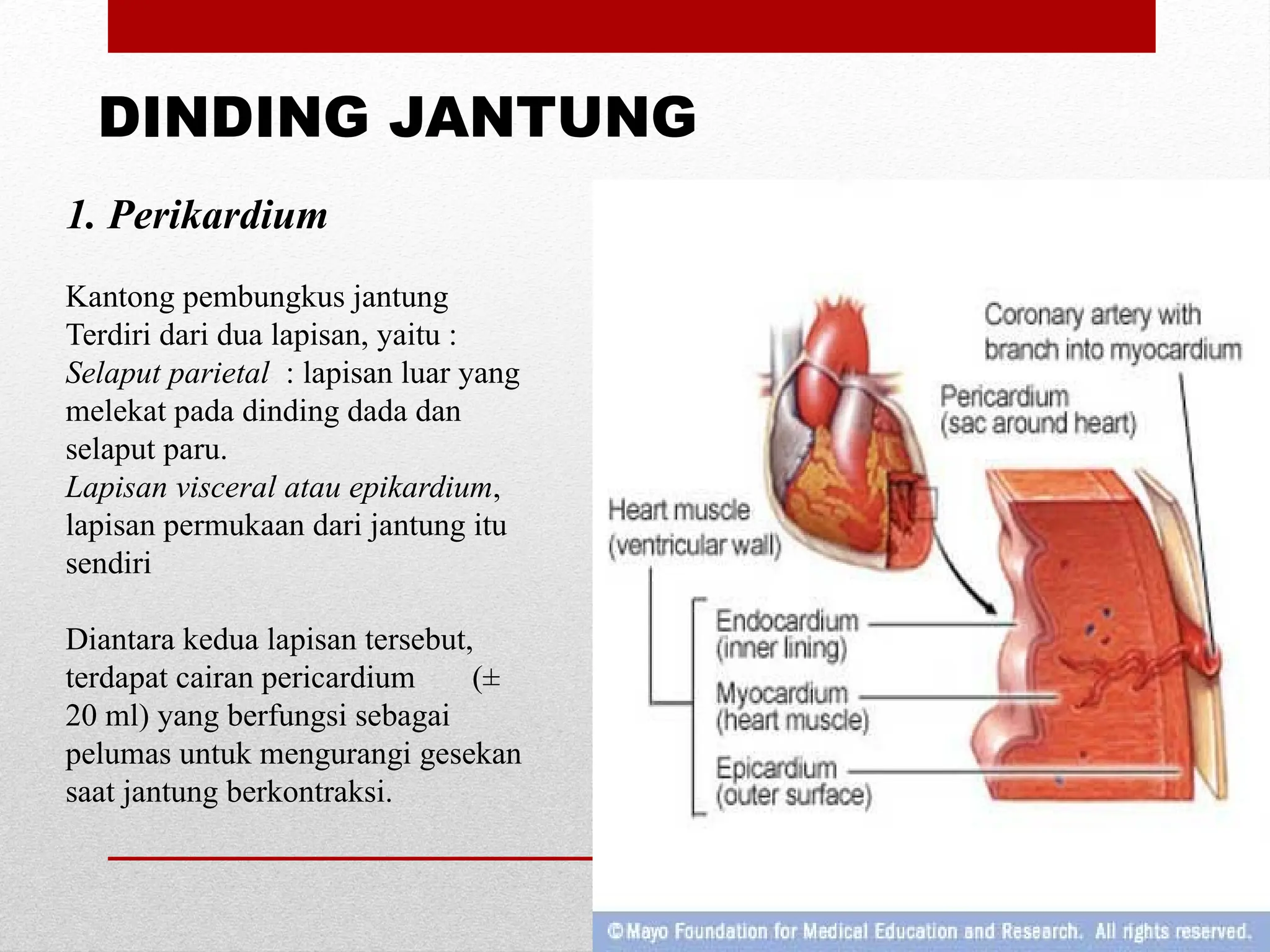 sist kardiovaskuler. jantung pembuluh darah | PPTX