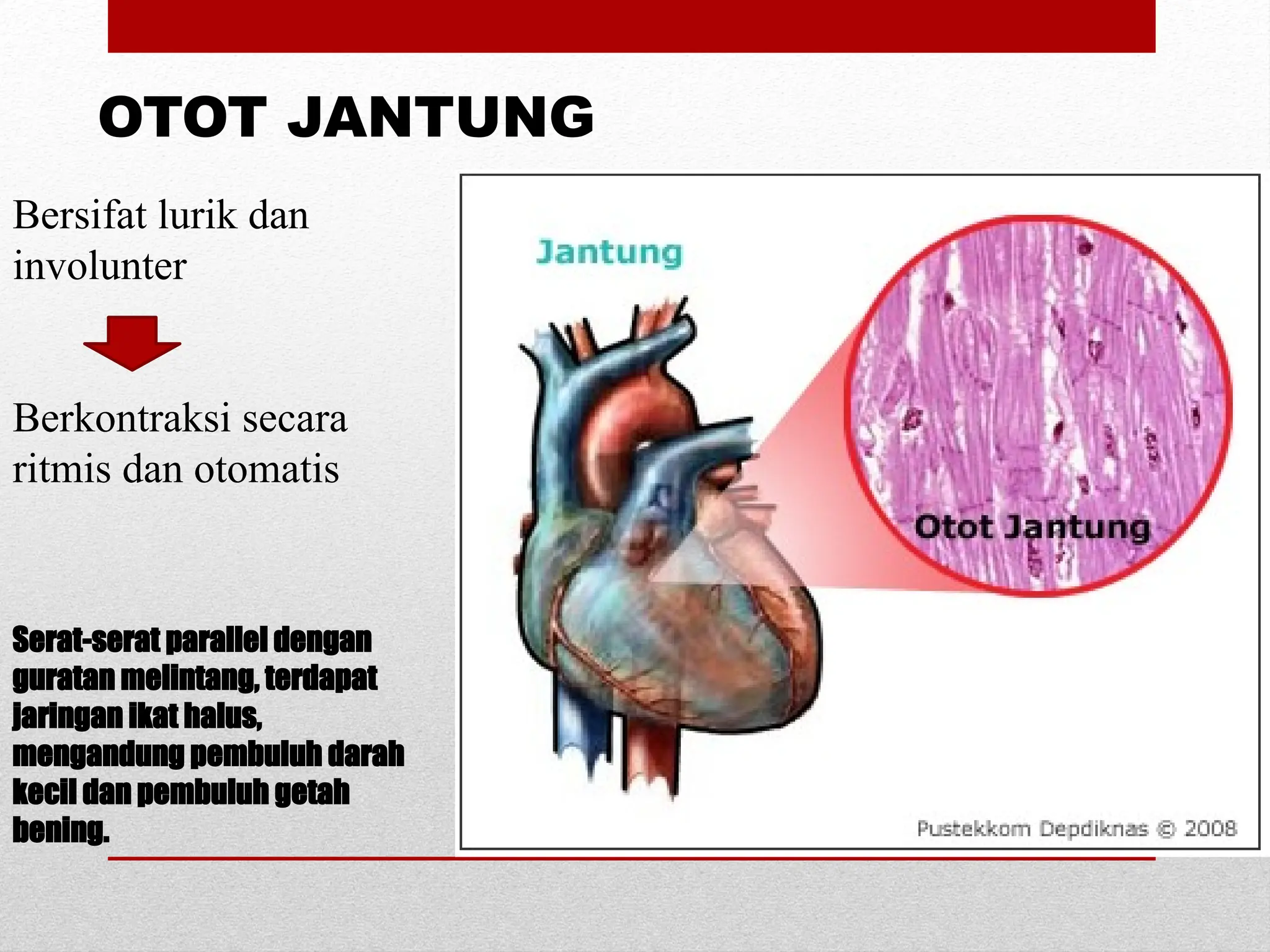 sist kardiovaskuler. jantung pembuluh darah | PPTX