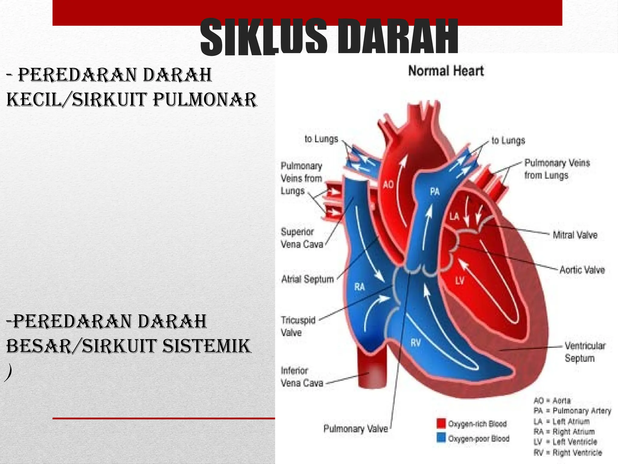 sist kardiovaskuler. jantung pembuluh darah | PPTX