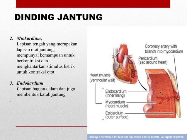 sist kardiovaskuler. jantung pembuluh darah | PPT