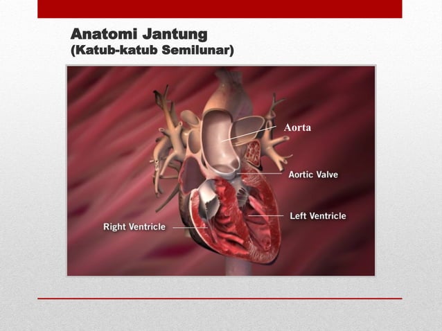 sist kardiovaskuler. jantung pembuluh darah | PPT