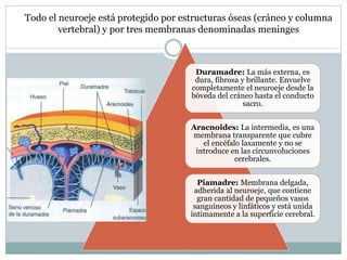 Sistema nervioso | PPTX