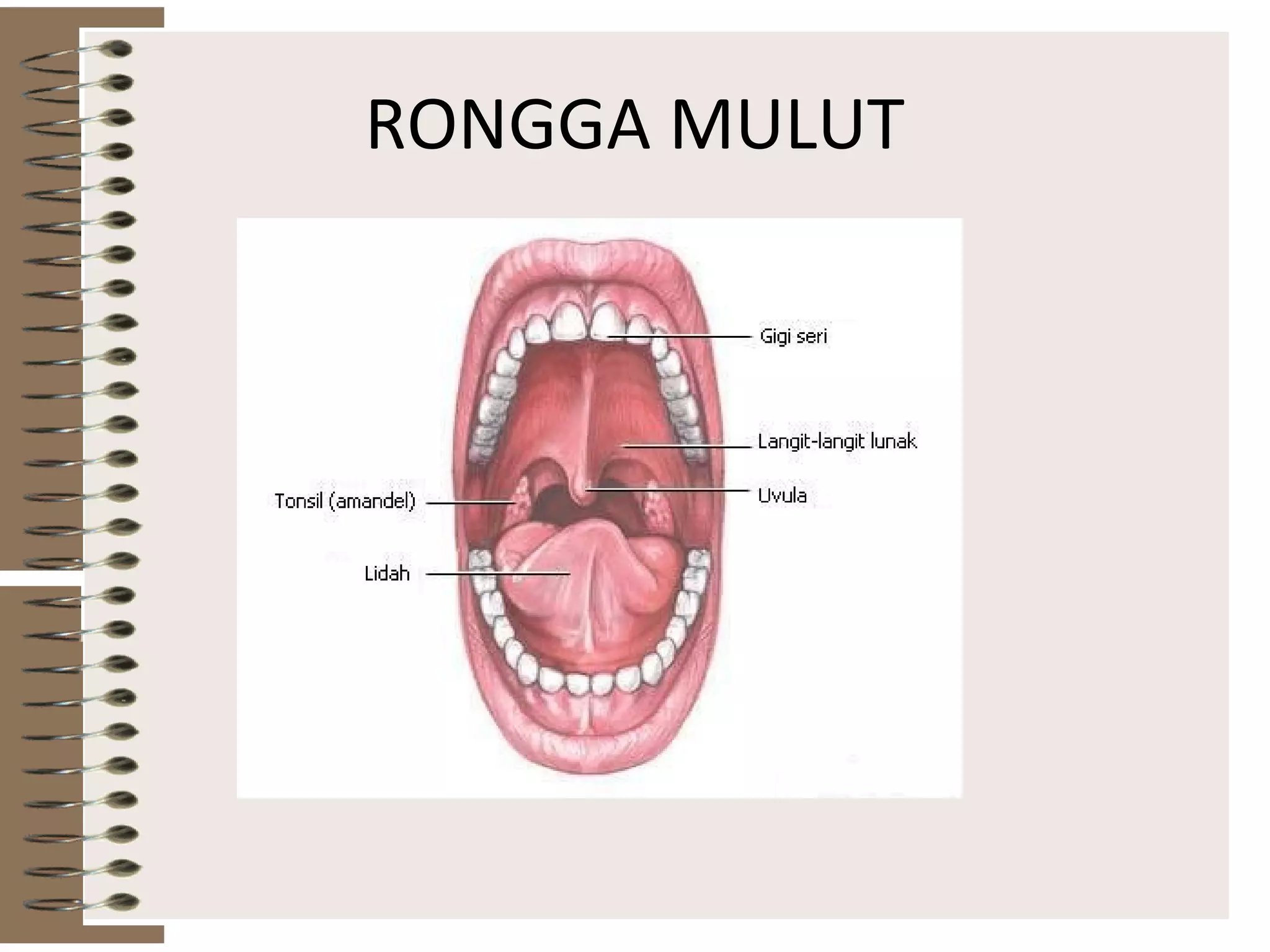 Sist pencernaan pada manusia | PPT