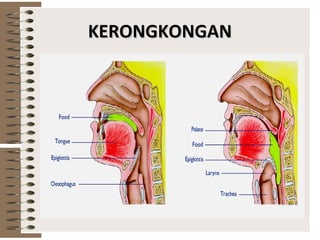 Sist pencernaan pada manusia | PPT