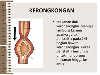 Sist pencernaan pada manusia | PPT