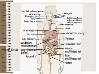 Sist pencernaan pada manusia | PPT