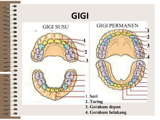 Sist pencernaan pada manusia