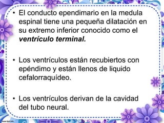 Sistema Ventricular y Liquido Cefalorraquídeo. | PPTX