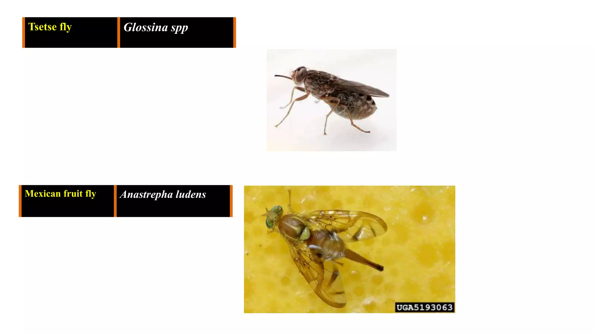 Sterile Insect Technique | PPTX