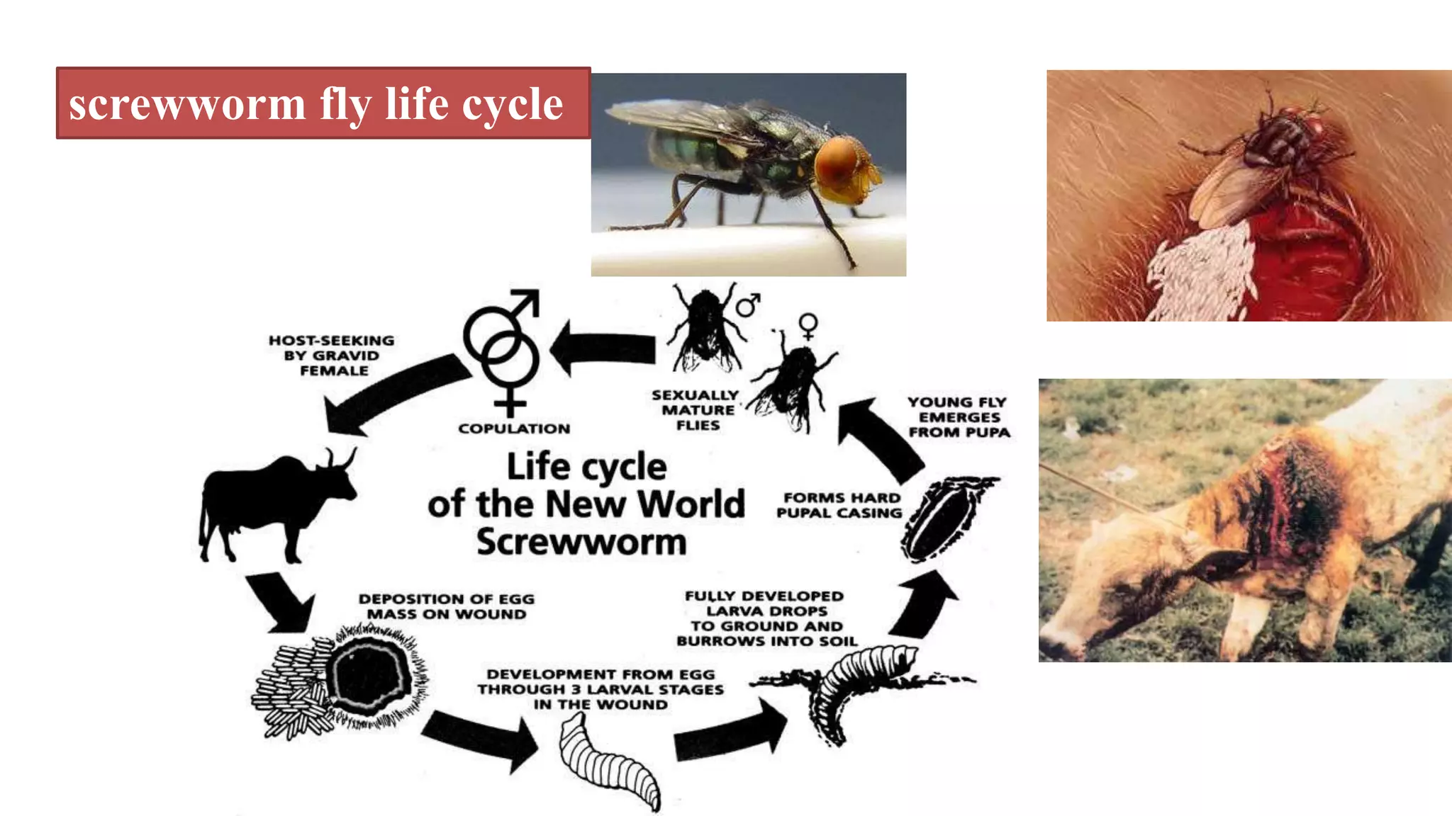 Sterile Insect Technique | PPTX