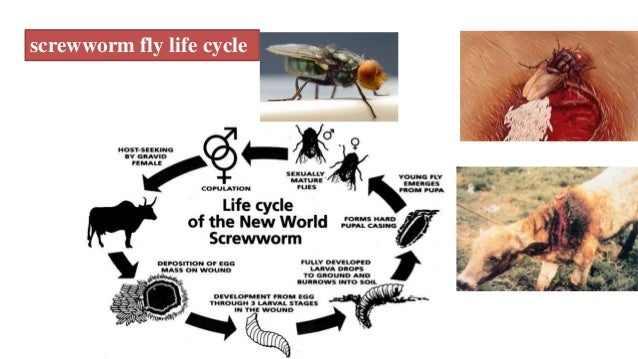 Sterile Insect Technique
