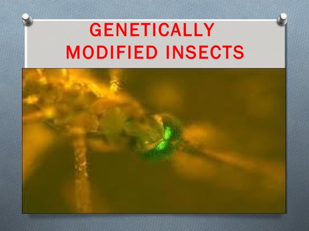 Genetic Improvements to the Sterile Insect Technique for Agricultural ...