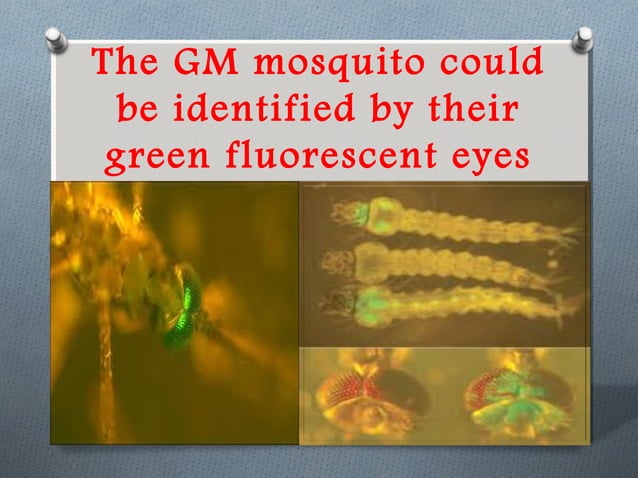 Genetic Improvements to the Sterile Insect Technique for Agricultural ...