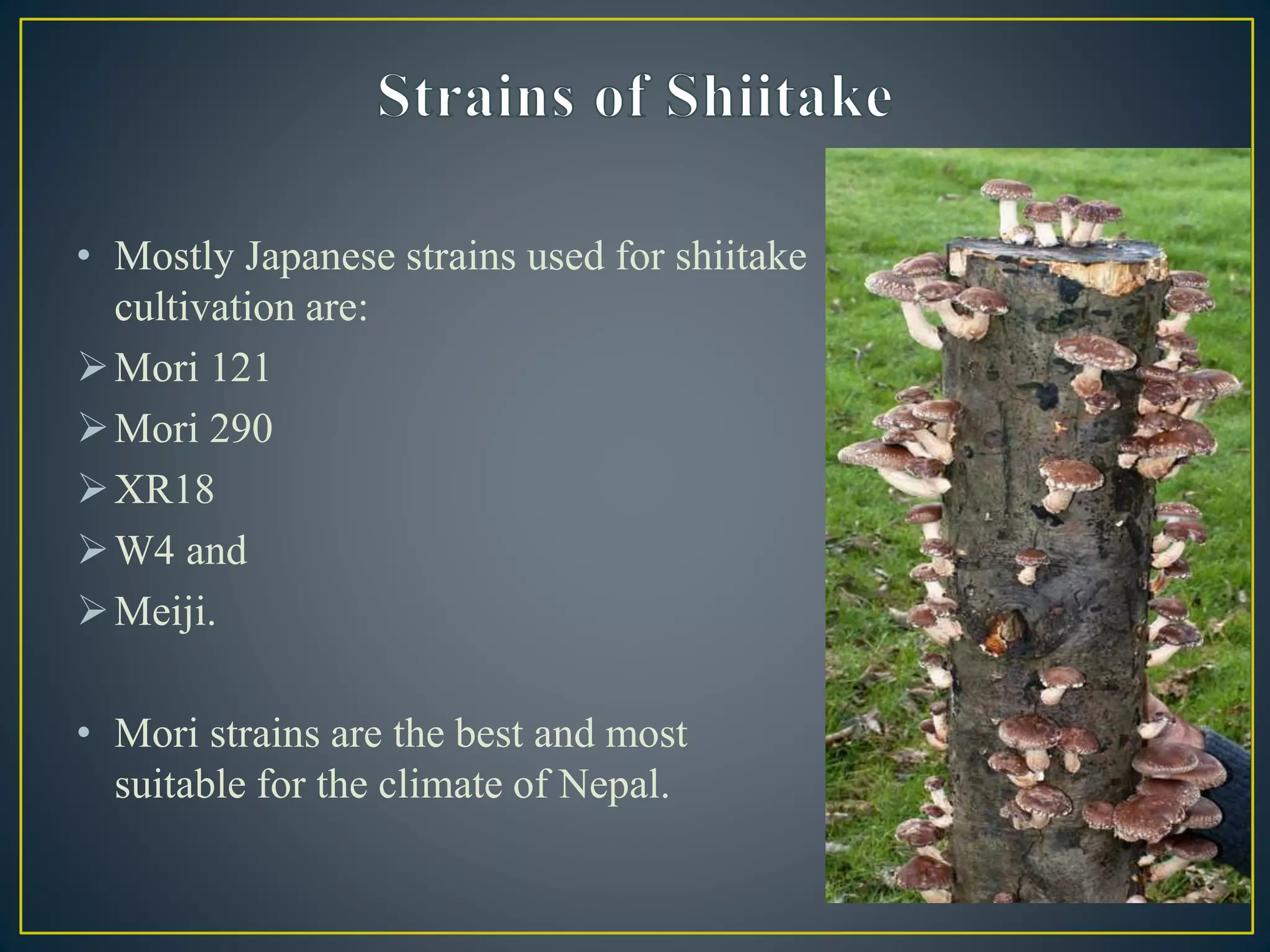 Shiitake cultivation methods | PPTX