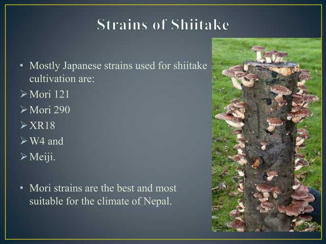 Shiitake cultivation methods | PPTX