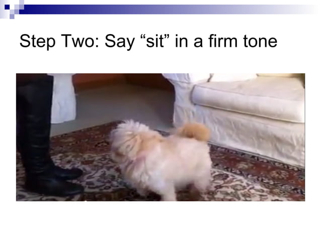 dogetraining sitdownsandy | PPT