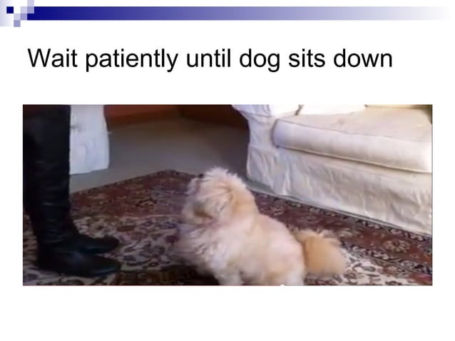 dogetraining sitdownsandy | PPT