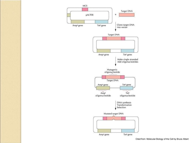 Site-Directed-Mutagenesis.pptx
