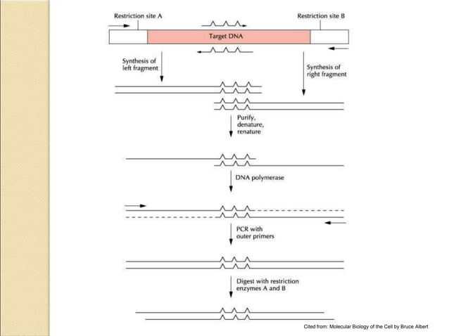 Site-Directed-Mutagenesis.pptx