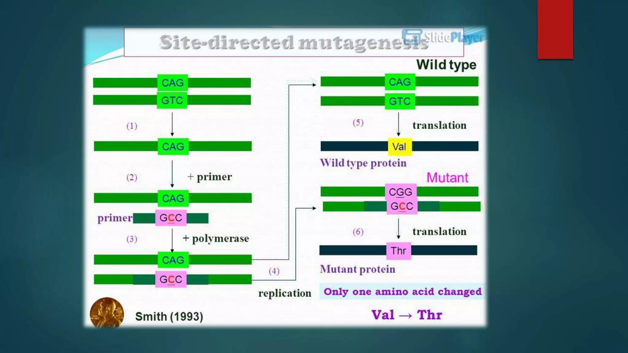 Site directed mutagenesis | PPTX