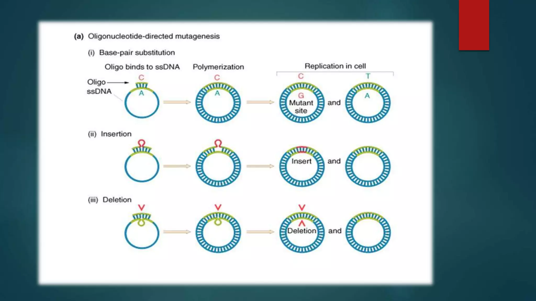Site directed mutagenesis | PPTX