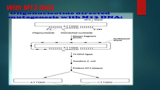 Site directed mutagenesis | PPTX | Genetics | Science