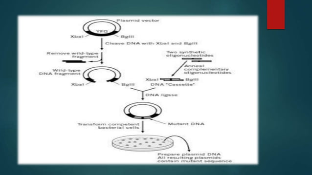 Site directed mutagenesis | PPTX | Genetics | Science