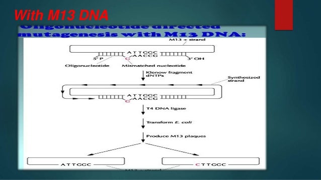 Site directed mutagenesis