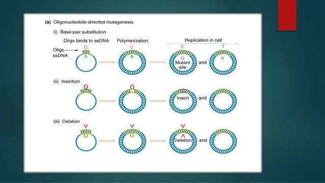Site directed mutagenesis