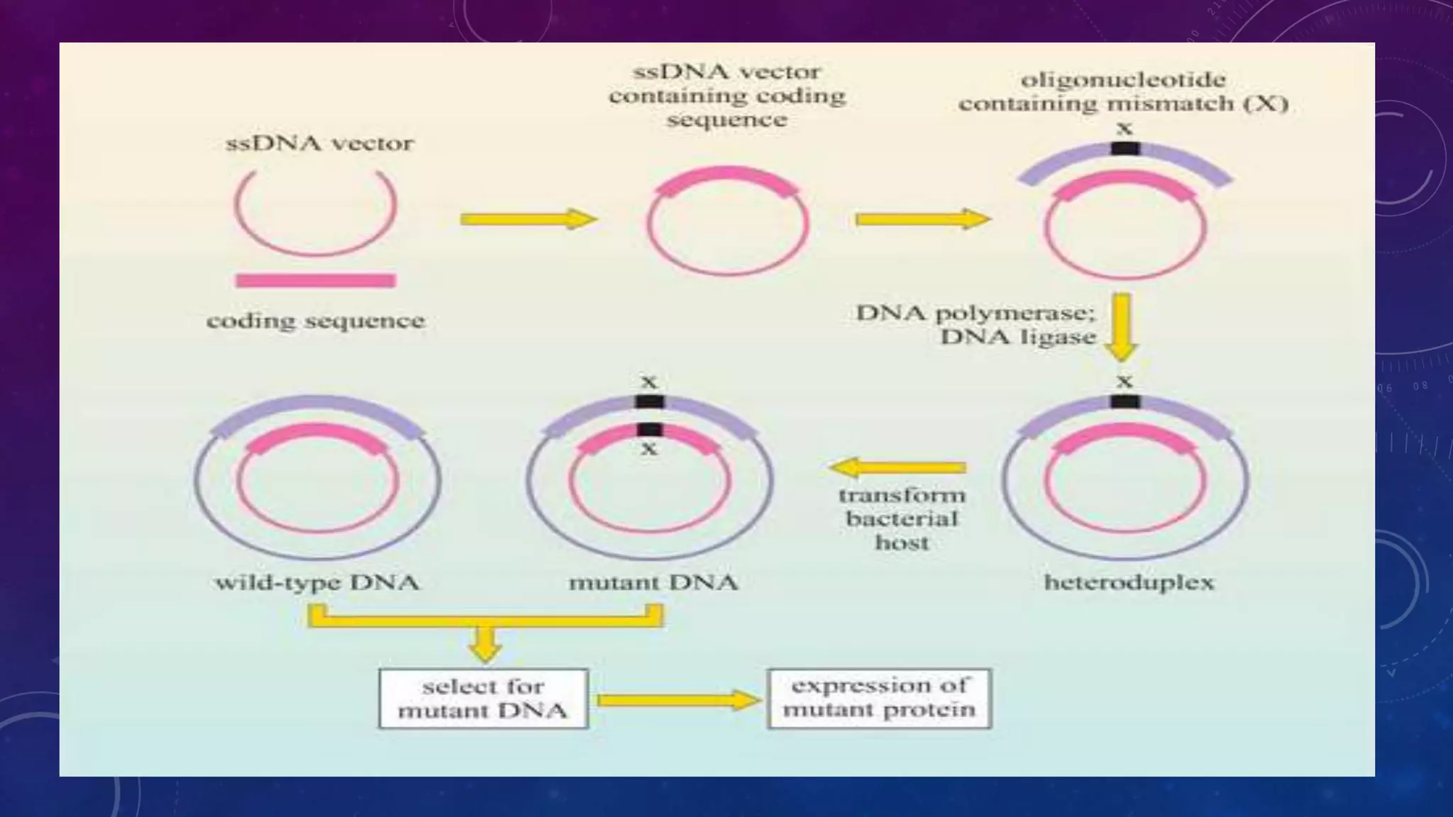 SITE-DIRECTED MUTAGENESIS.pptx