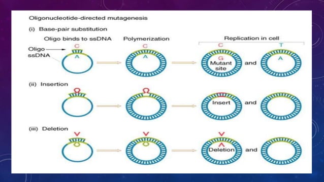 SITE-DIRECTED MUTAGENESIS.pptx