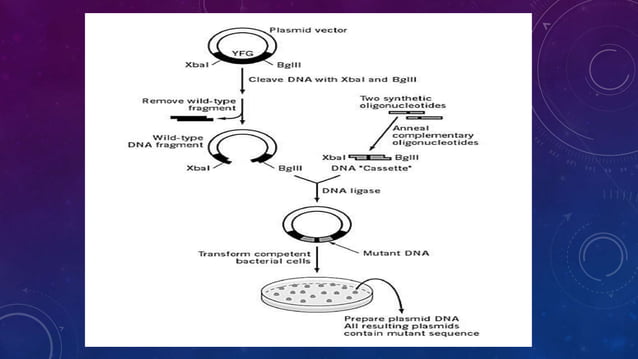 SITE-DIRECTED MUTAGENESIS.pptx