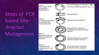 SITE-DIRECTED MUTAGENESIS.pptx