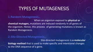 SITE-DIRECTED MUTAGENESIS.pptx