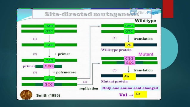 types and examples of Site-directed mutagenesis.pptx